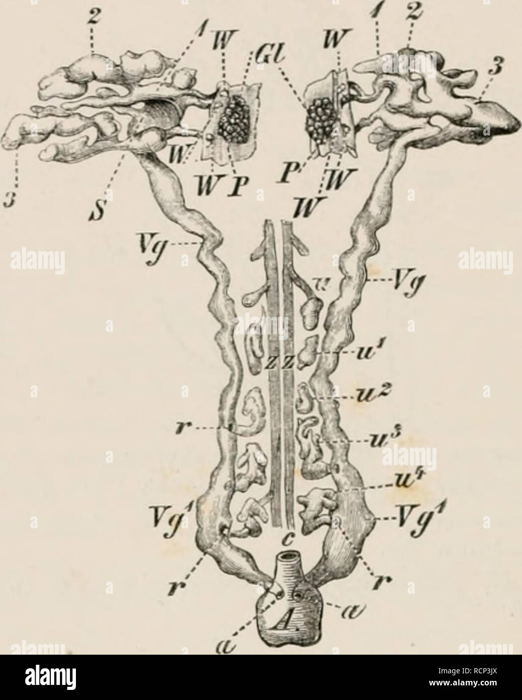 . Elements of the comparative anatomy of vertebrates. Anatomy ...