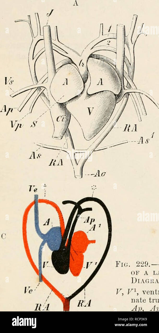 Amphibian Heart Diagram