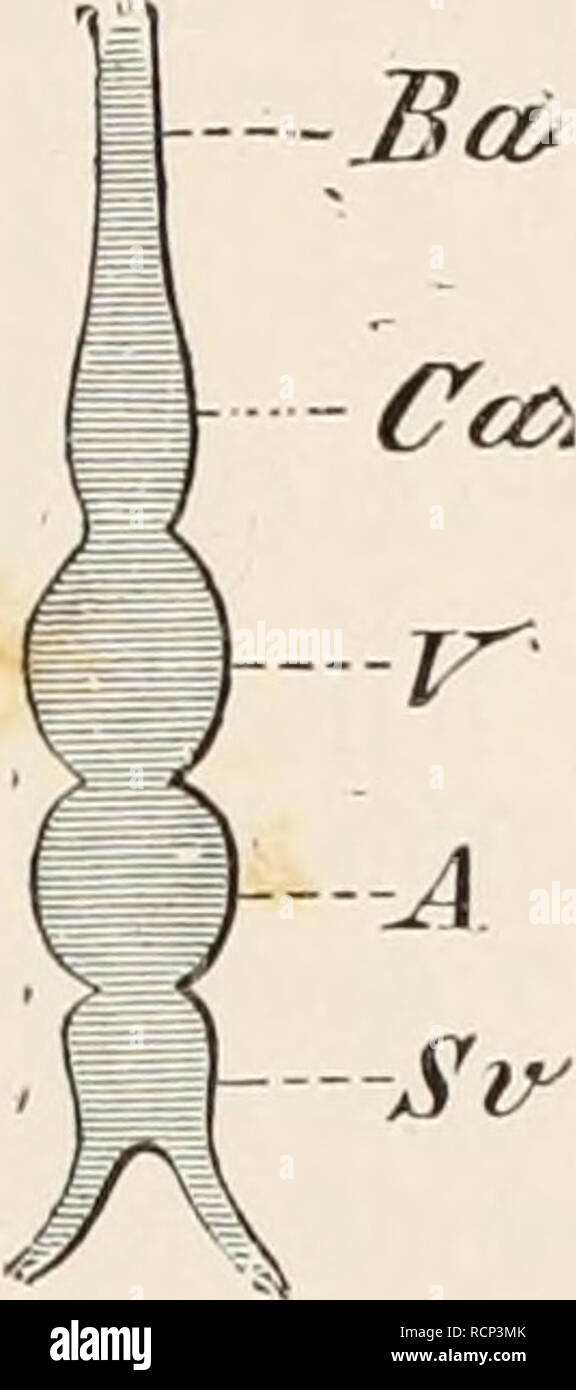 . Elements of the comparative anatomy of vertebrates. Anatomy ...