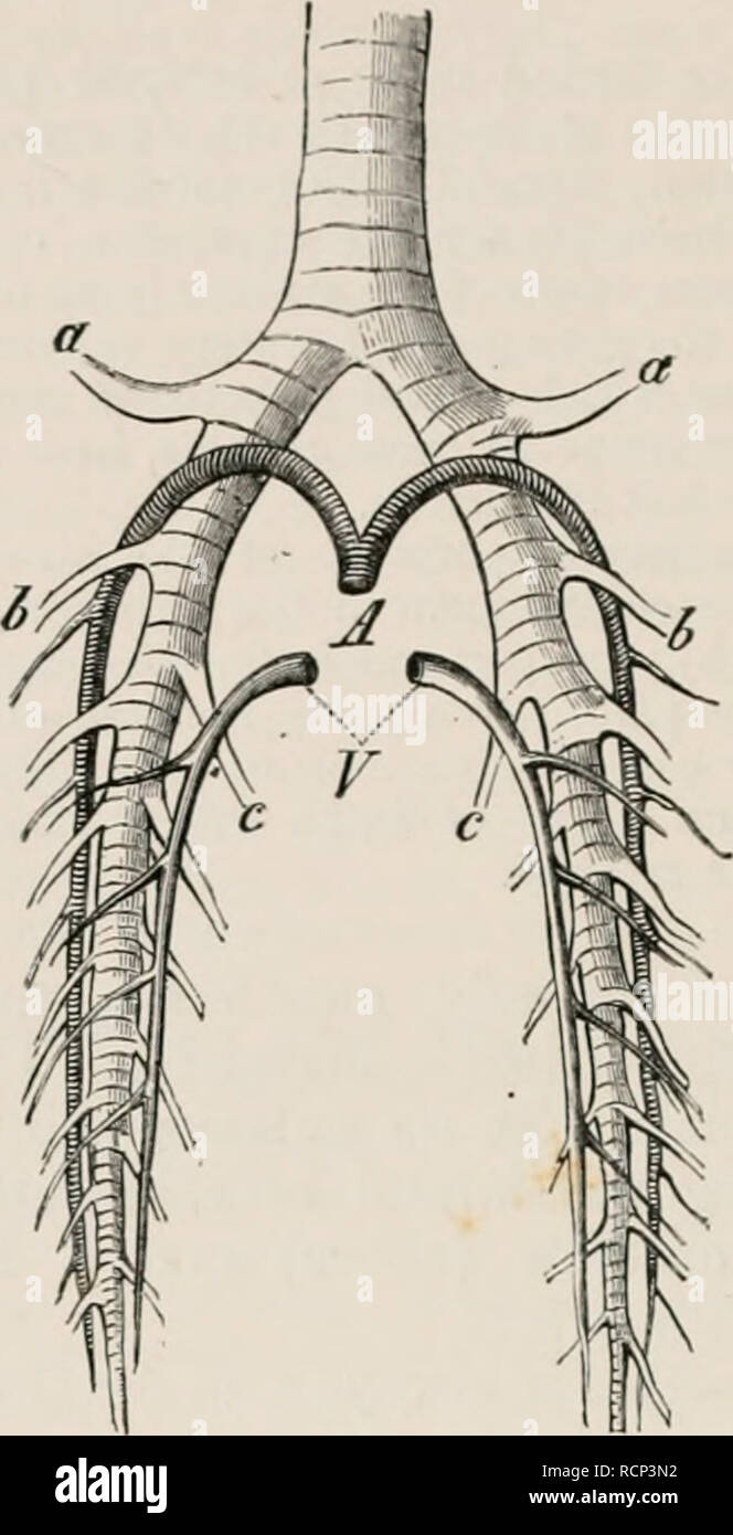 . Elements of the comparative anatomy of vertebrates. Anatomy ...