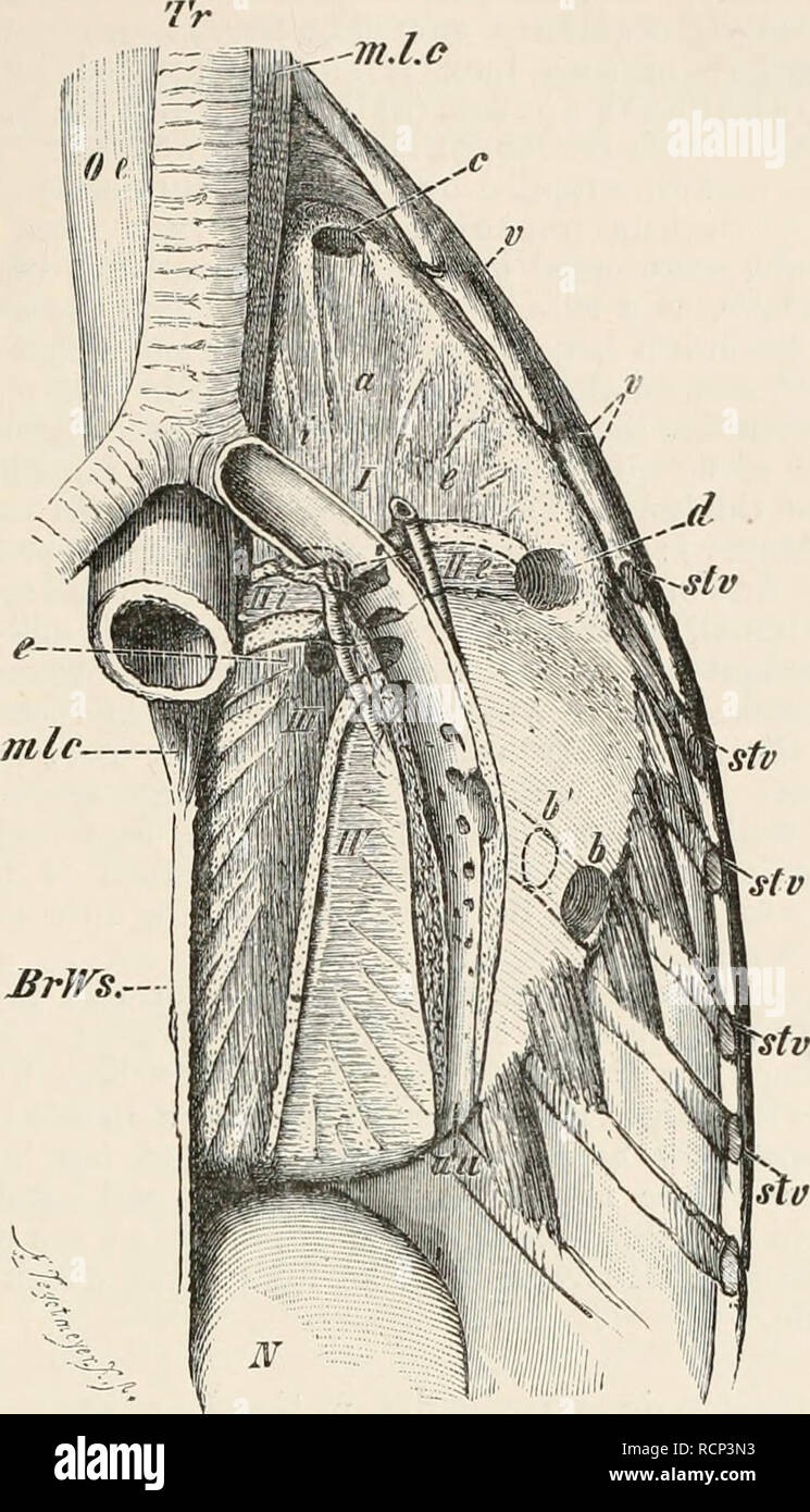 . Elements of the comparative anatomy of vertebrates. Anatomy ...