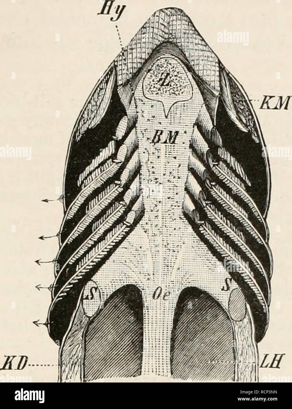 Holocephali Stock Photos & Holocephali Stock Images - Alamy
