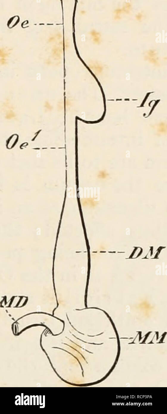 Swollen cloaca hi-res stock photography and images - Alamy