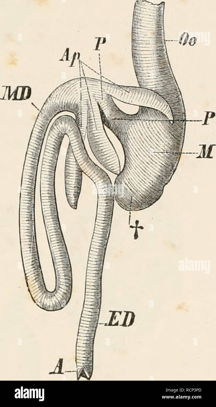 Holocephali High Resolution Stock Photography and Images - Alamy