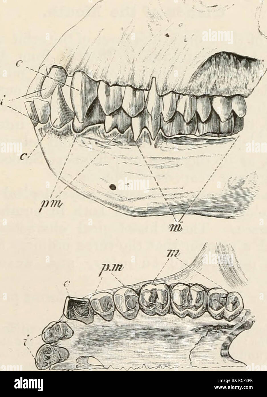 Catarrhine monkey hi-res stock photography and images - Alamy