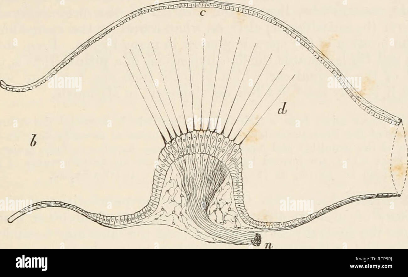Utriculi hi-res stock photography and images - Alamy