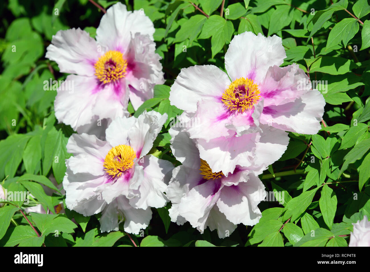 Pfingstrose High Resolution Stock Photography and Images - Alamy