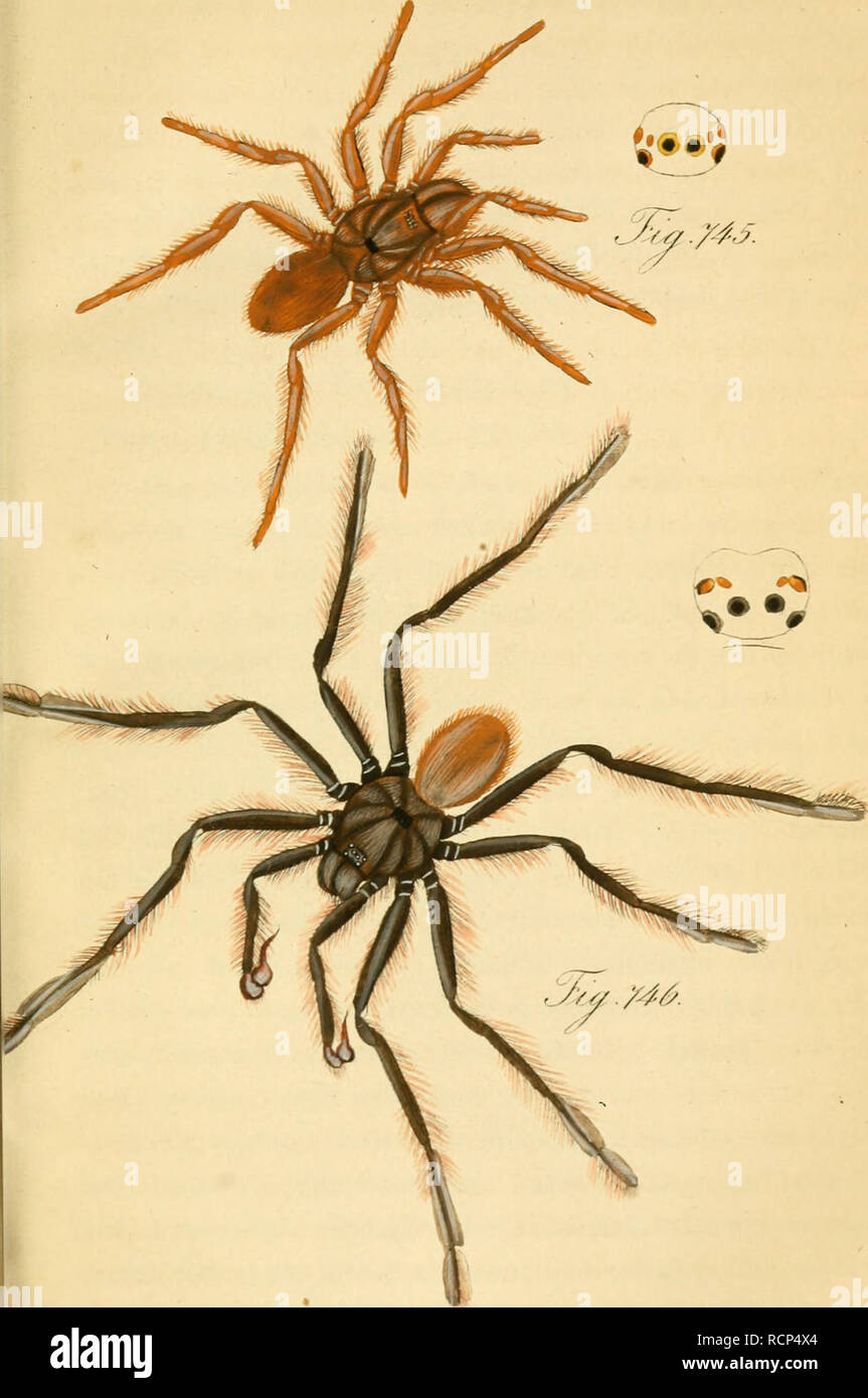 . Die Arachniden. Getreu nach der Natur abgebildet und beschrieben ...