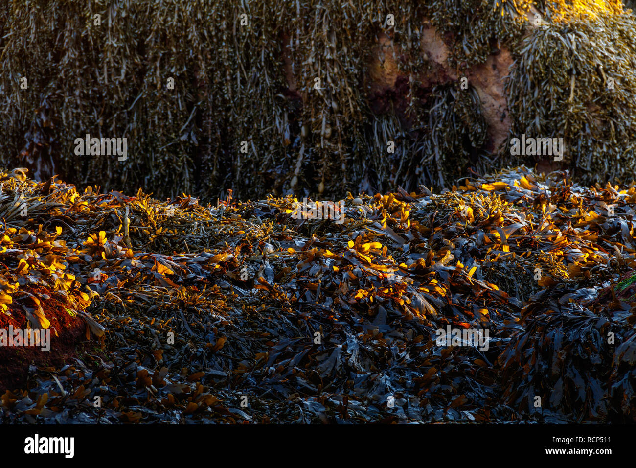 Covered algae seaweed hi-res stock photography and images - Alamy