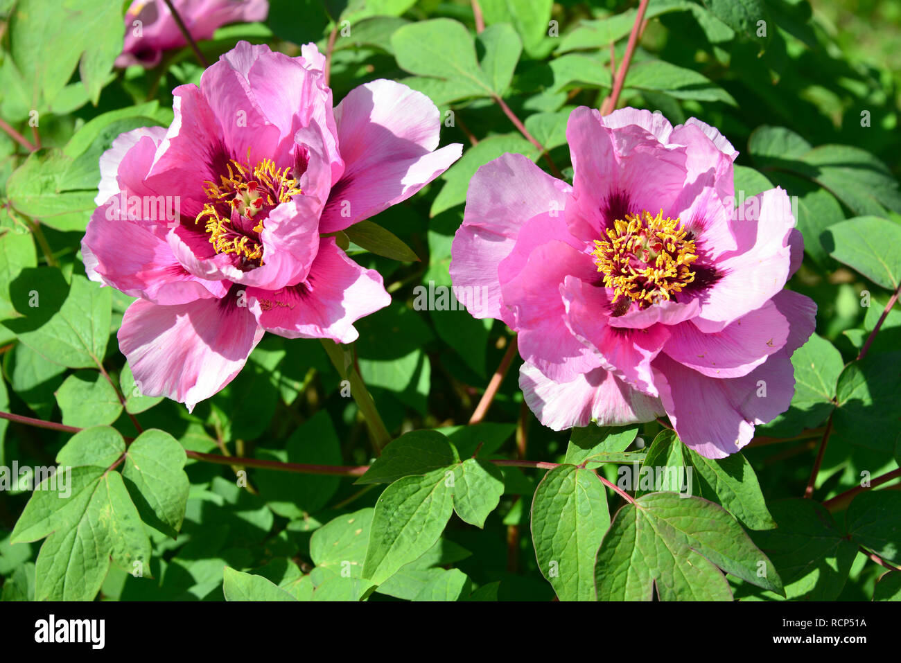 Pfingstrose hi-res stock photography and images - Alamy