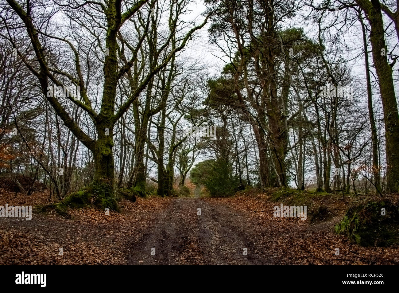 Path trees track hi-res stock photography and images - Alamy