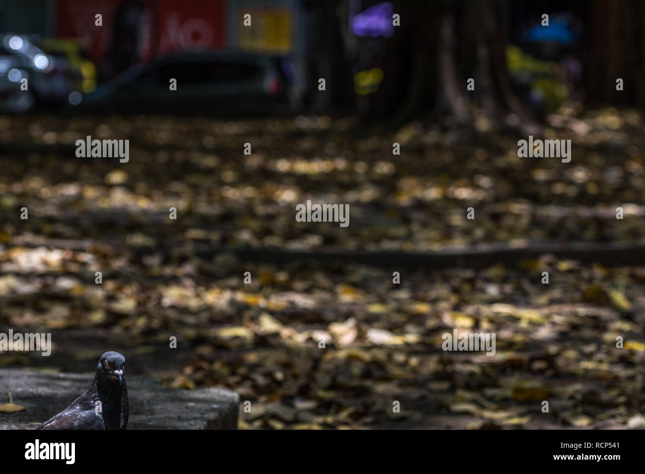 Pigeon on forest floor hi-res stock photography and images - Alamy