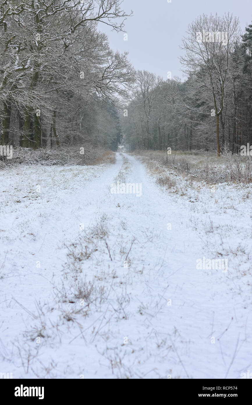 English woodland lane hi-res stock photography and images - Alamy