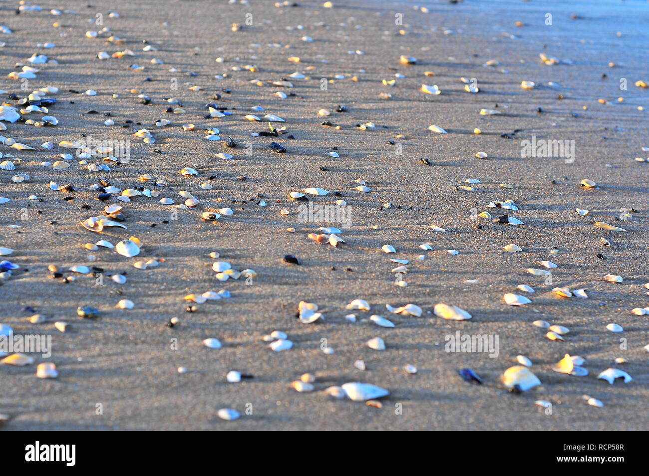 A lot of seashells on the beach with waves Stock Photo - Alamy