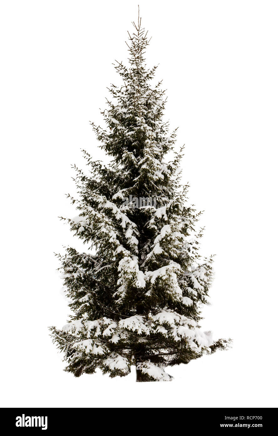 Snow-covered spruce. No background, isolated object. Evergreen. Element ...