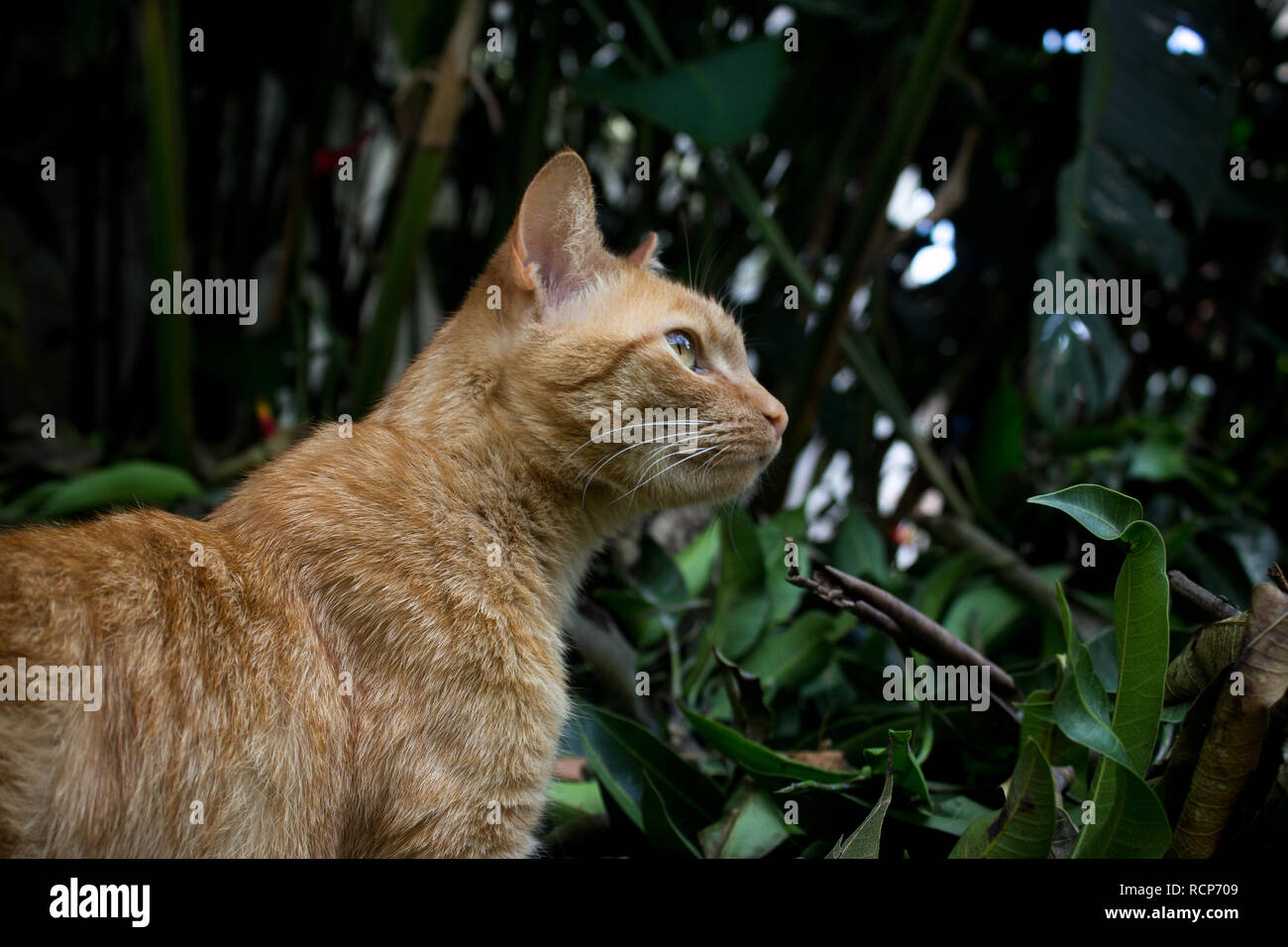 Cat chilling at garden Stock Photo - Alamy