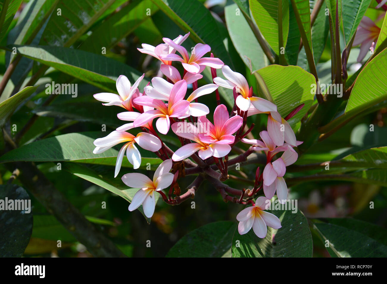 Red plumeria plumeria rubra hi-res stock photography and images - Alamy