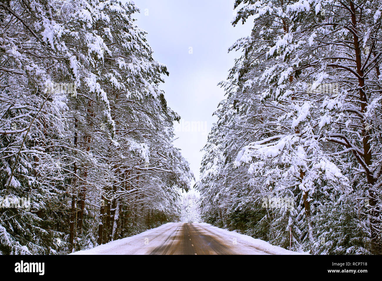 Highway through the forest. Winter, road, Spruce forest. Winter, cold ...