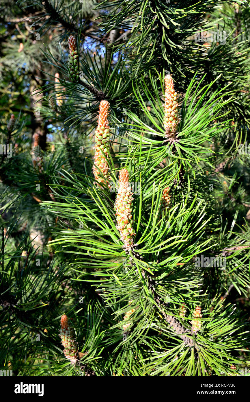 Pinus mugo. Needles and buds close up, Beautiful natural background ...