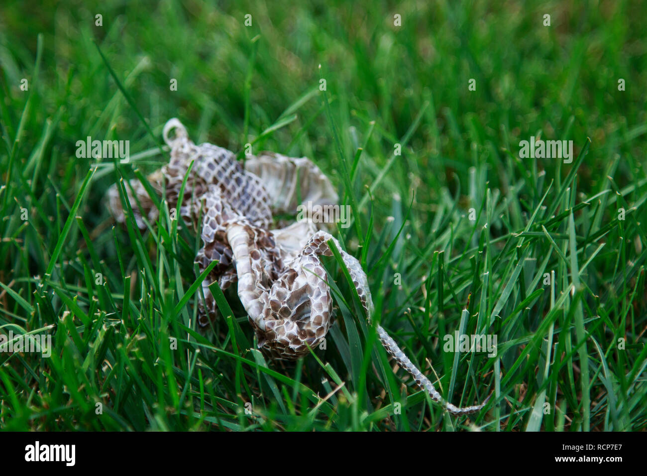 Snake sloughing hi-res stock photography and images - Alamy