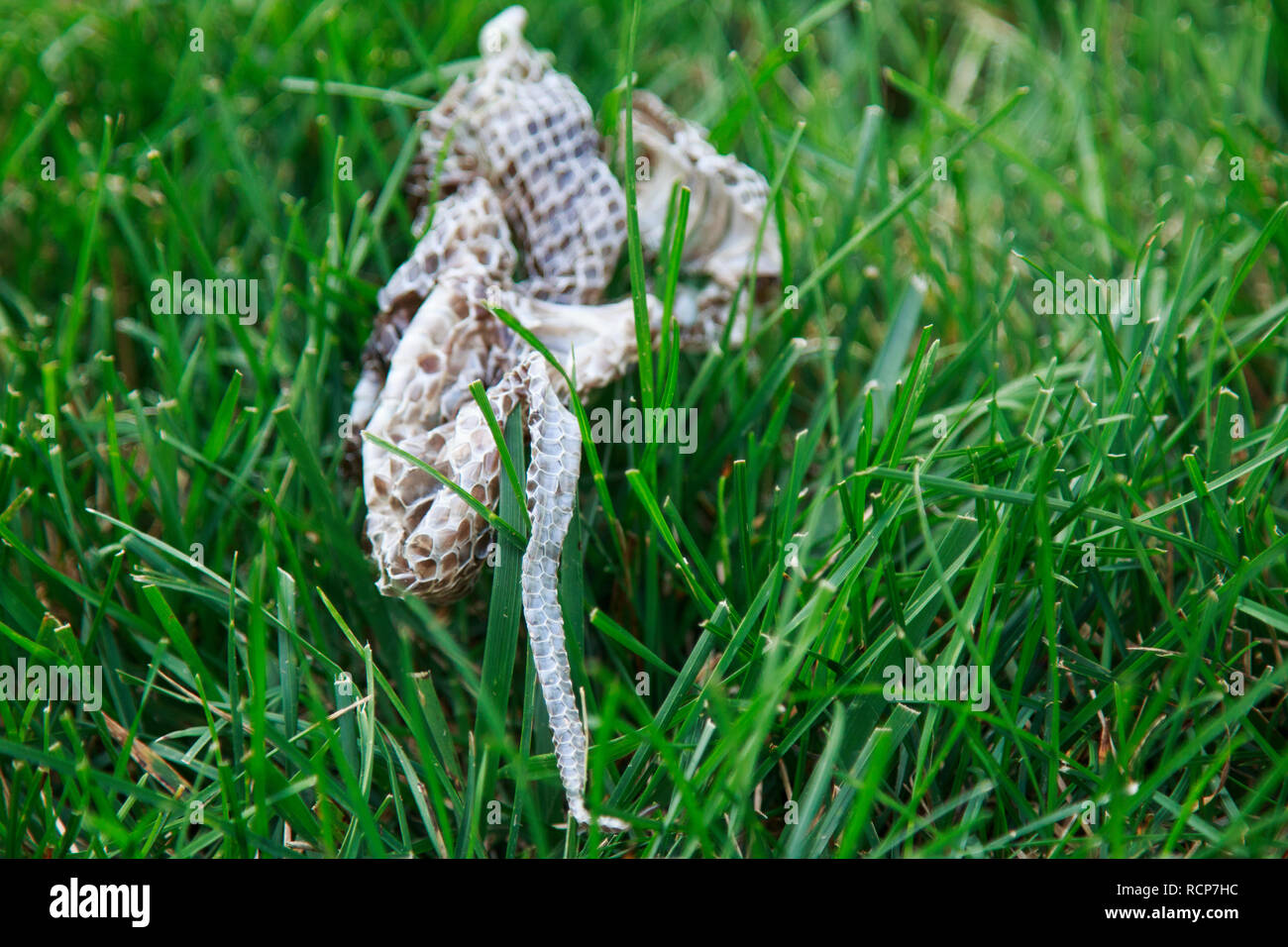 Snakeskin snake skin shed hi-res stock photography and images - Alamy