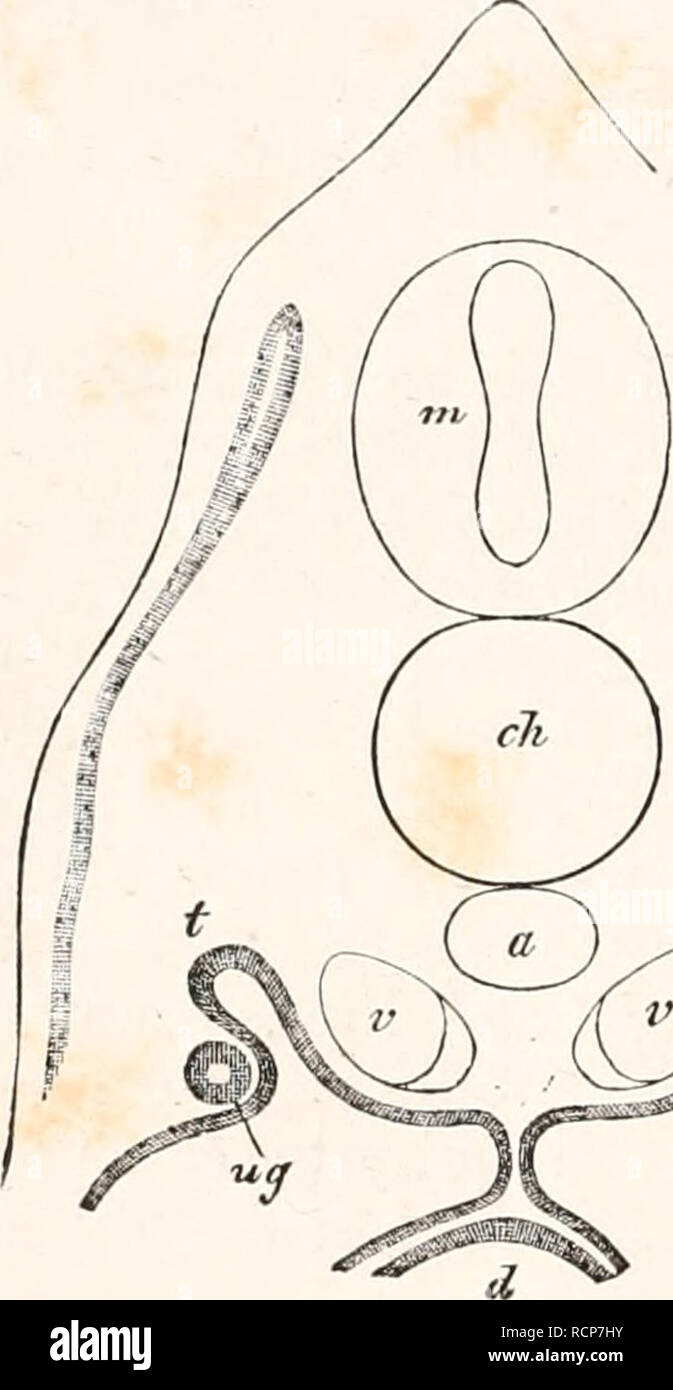 Homologous organs hi-res stock photography and images - Alamy