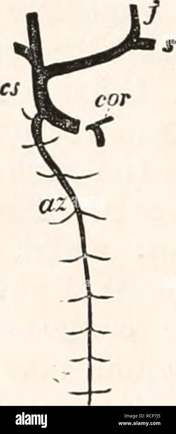 . Elements of comparative anatomy. Anatomy, Comparative. Fig. 337 ...