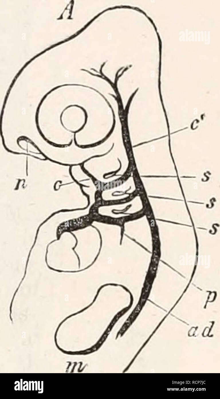 . Elements of comparative anatomy. Anatomy, Comparative. Fig. 332 ...