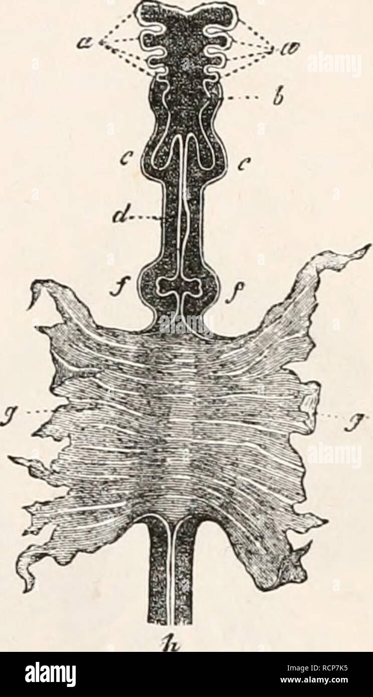 . Elements of comparative anatomy. Anatomy, Comparative. APPENDAGES OF ...