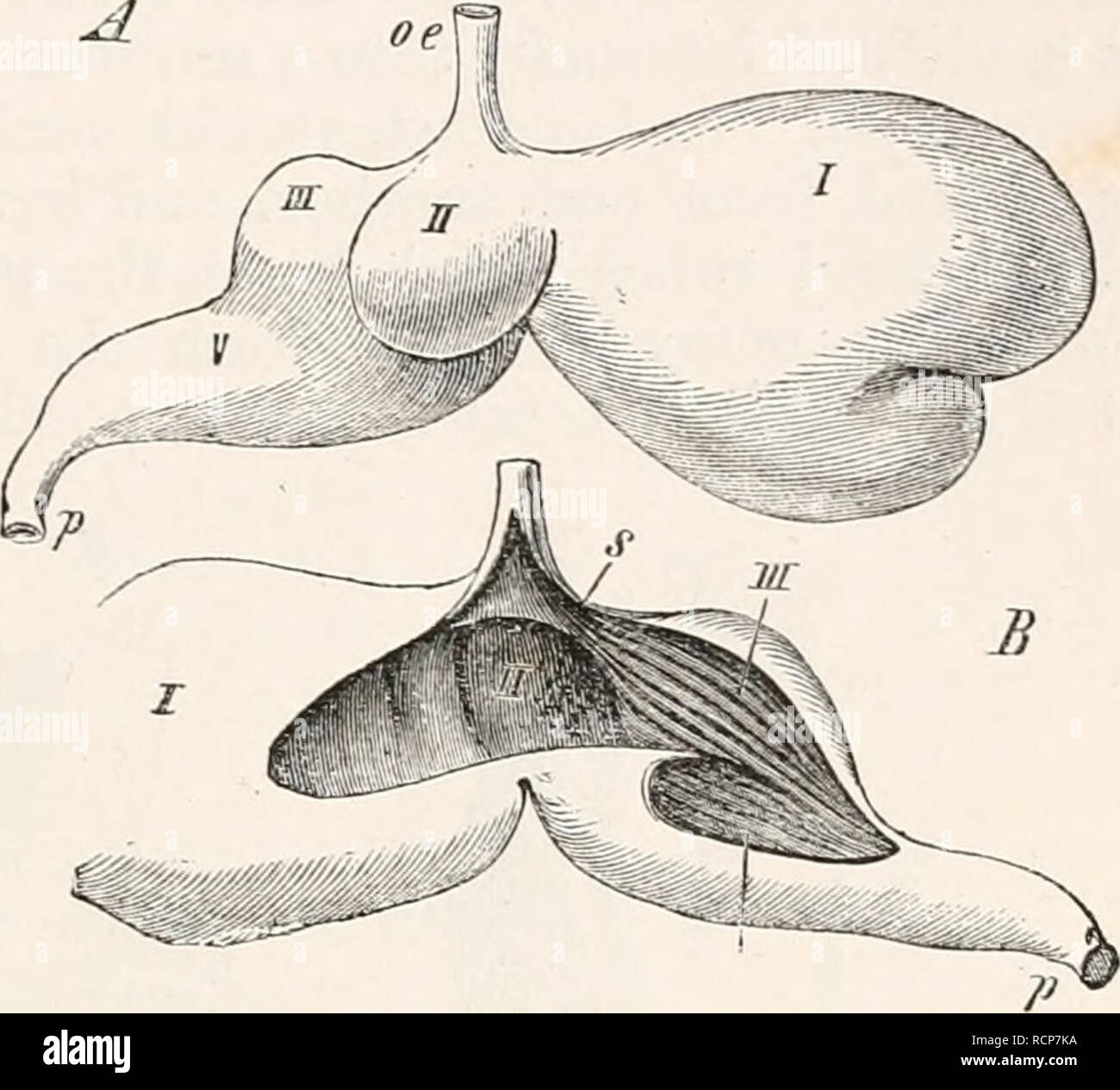 . Elements of comparative anatomy. Anatomy, Comparative. FORE-GUT OF ...