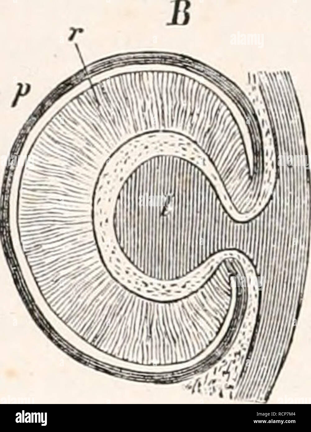 . Elements of comparative anatomy. Anatomy, Comparative. Fig. 291. A ...