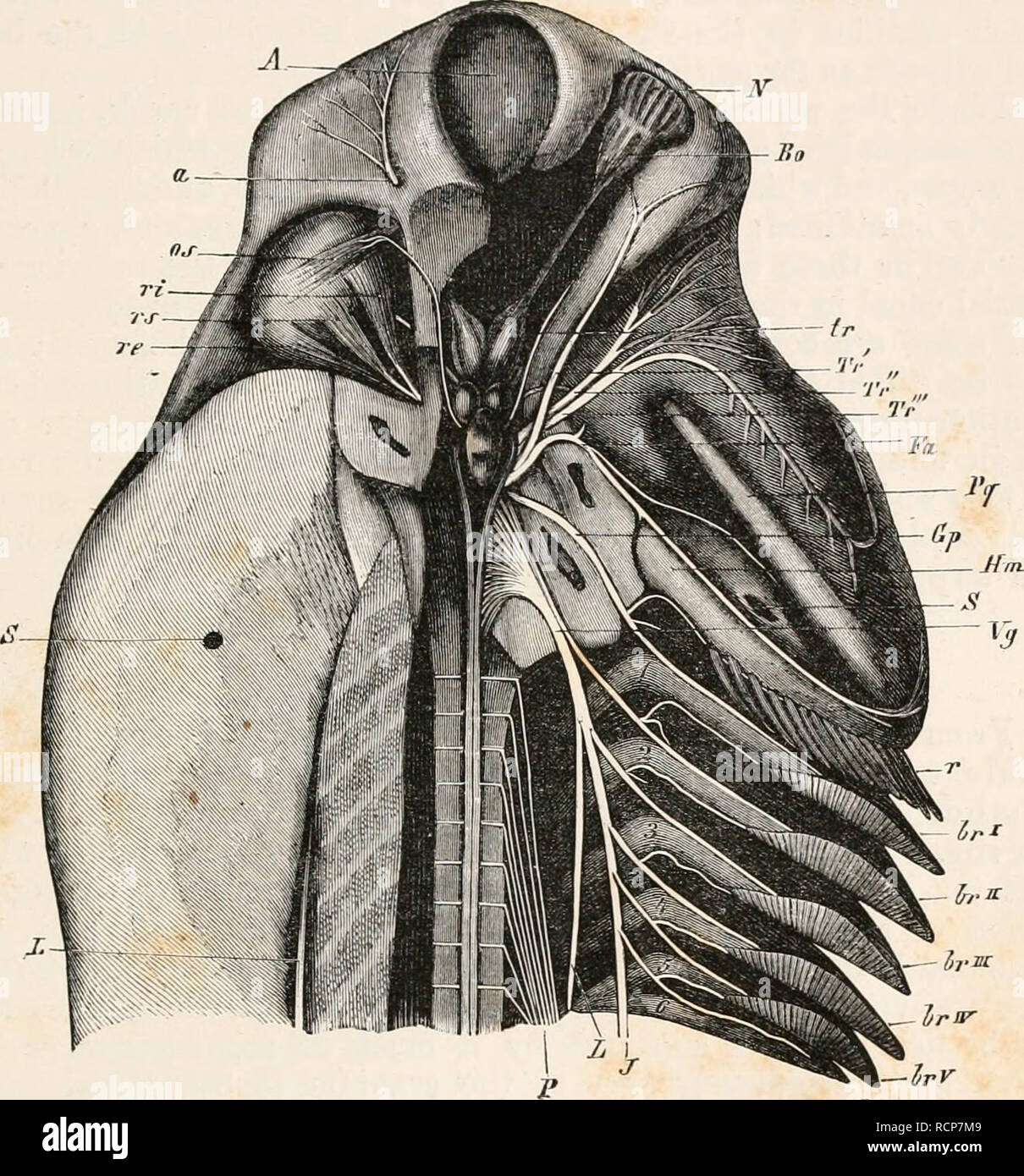 . Elements of comparative anatomy. Anatomy, Comparative. CEEEBBAL ...