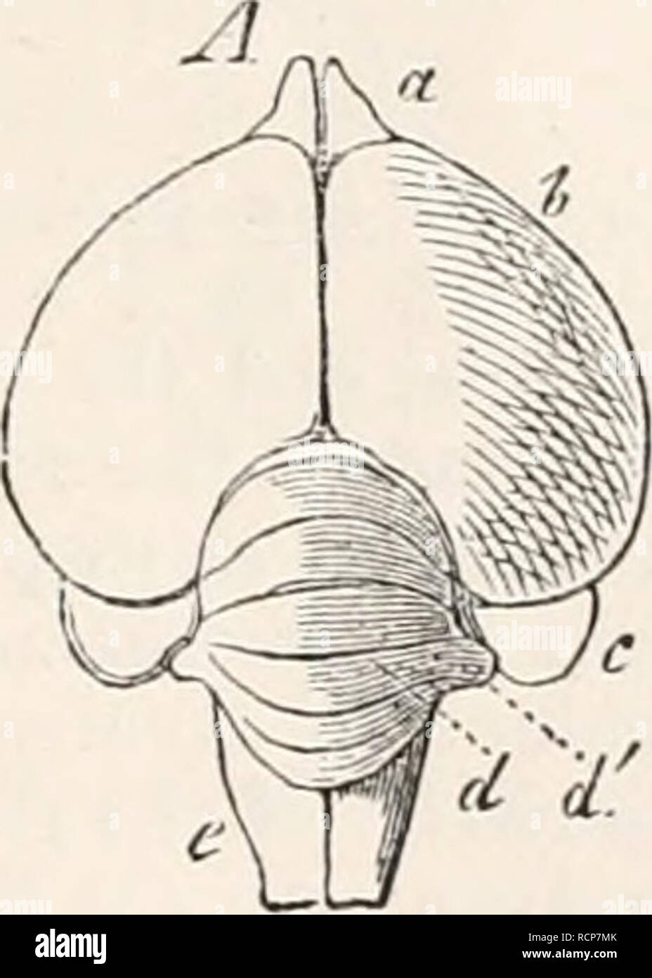. Elements of comparative anatomy. Anatomy, Comparative. fig. 284 ...