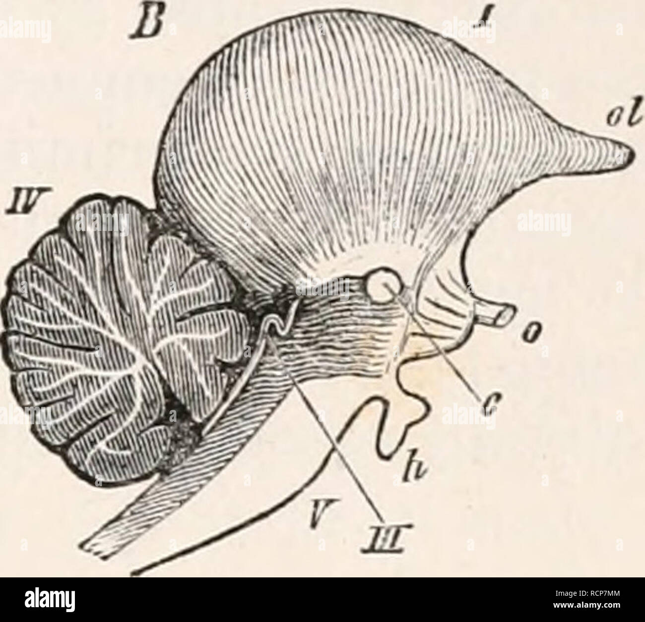 Bird brain anatomy hi-res stock photography and images - Alamy