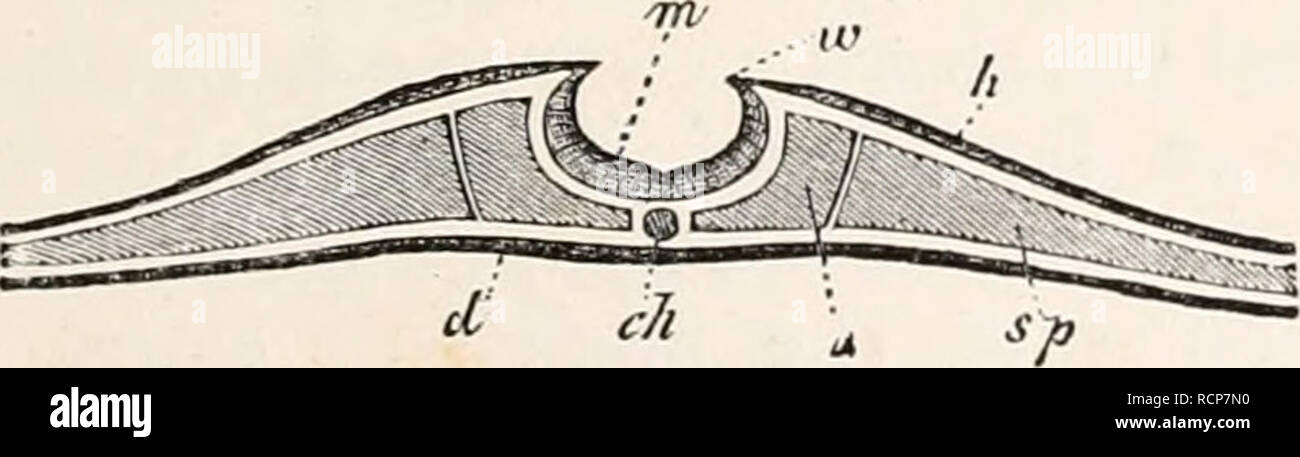 Anatomy of electric eel hi-res stock photography and images - Alamy
