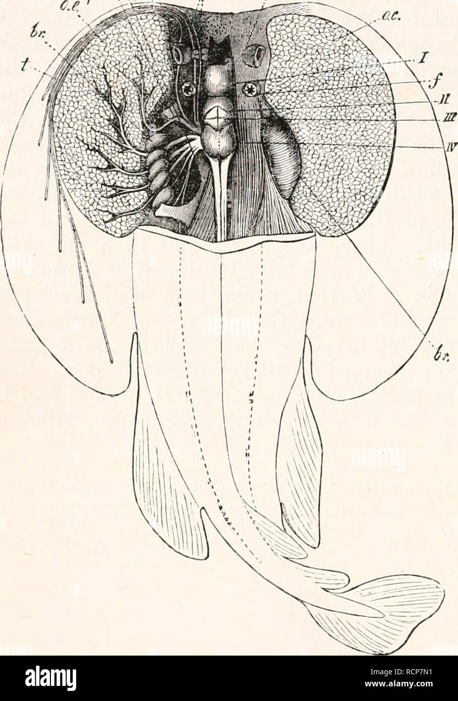 Eels anatomy hi-res stock photography and images - Alamy