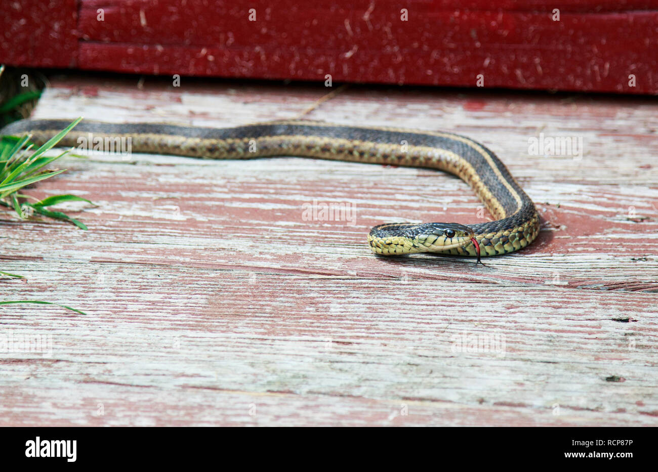 Wood Snake High Resolution Stock Photography and Images - Alamy