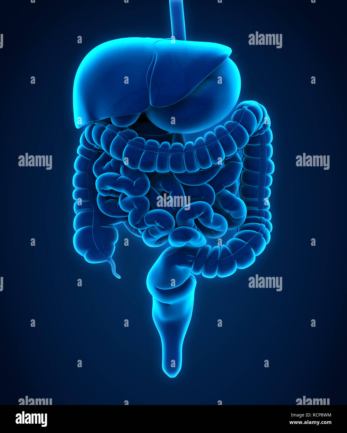 Human digestive system hi-res stock photography and images - Alamy