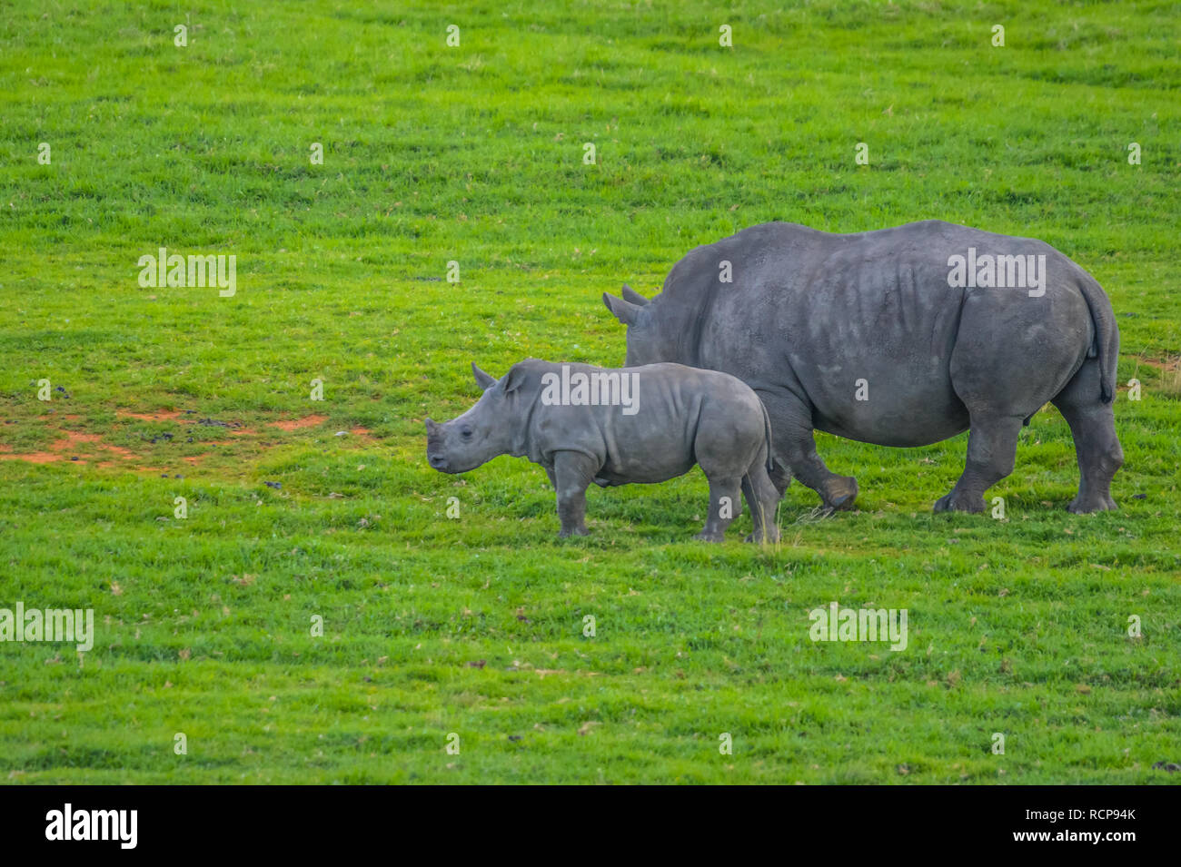 Male bull Cute White Rhino or Rhinoceros in a nature wild reserve in ...