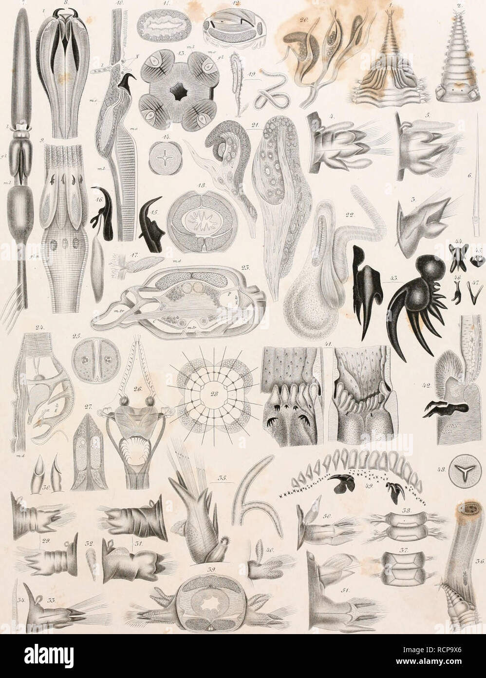 Borstenwurmer hi-res stock photography and images - Alamy