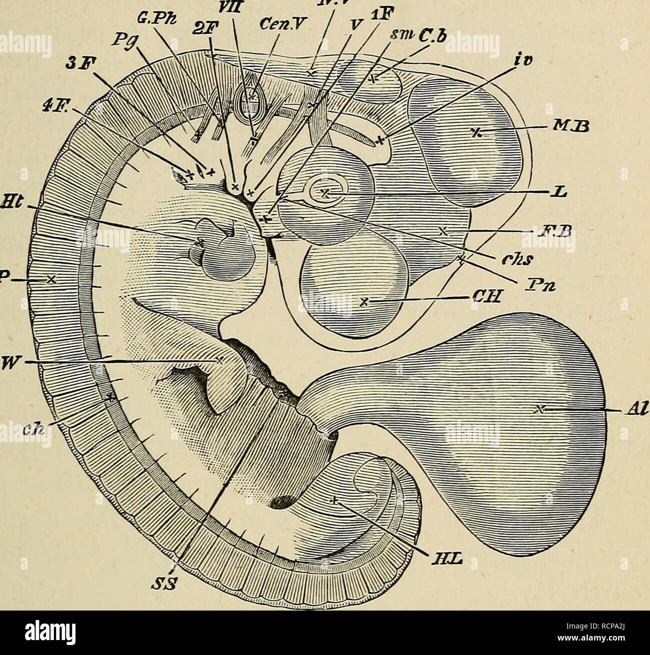 . The elements of embryology. Embryology; Embryology. VII.] THE TAIL ...