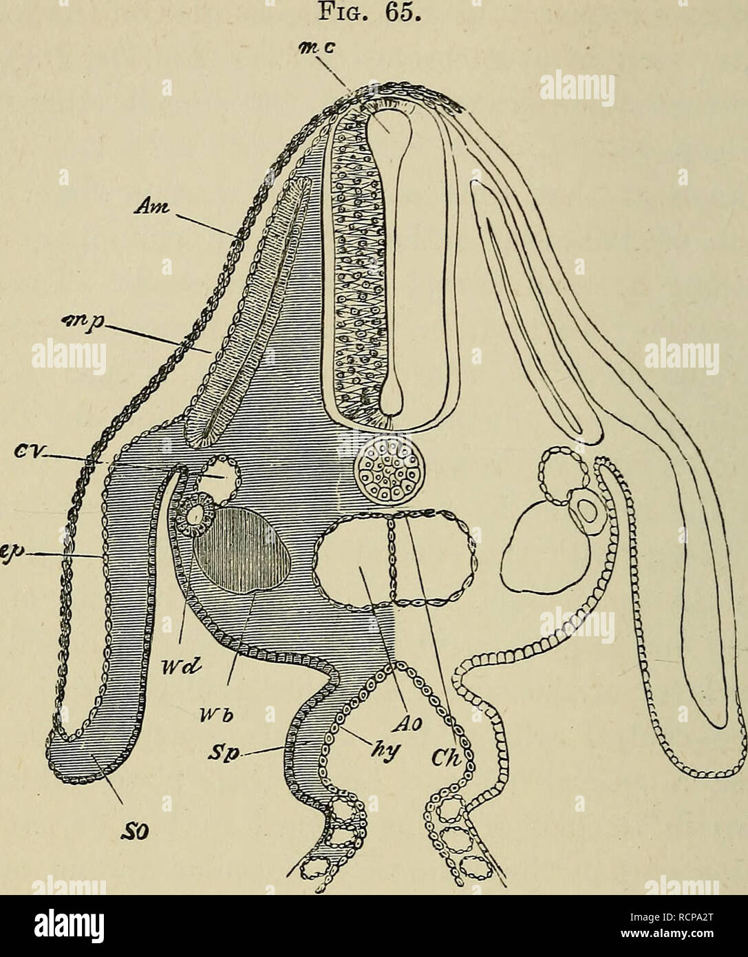 . The elements of embryology. Embryology; Embryology. 188 THE THIRD DAY ...