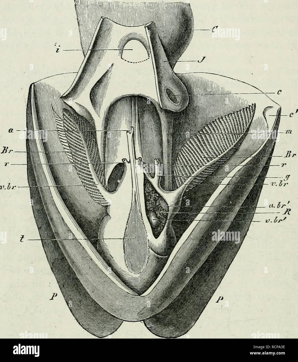 . Elements of Comparative Anatomy. 340 COMPAEATIVE ANATOMY. Cephalopoda ...