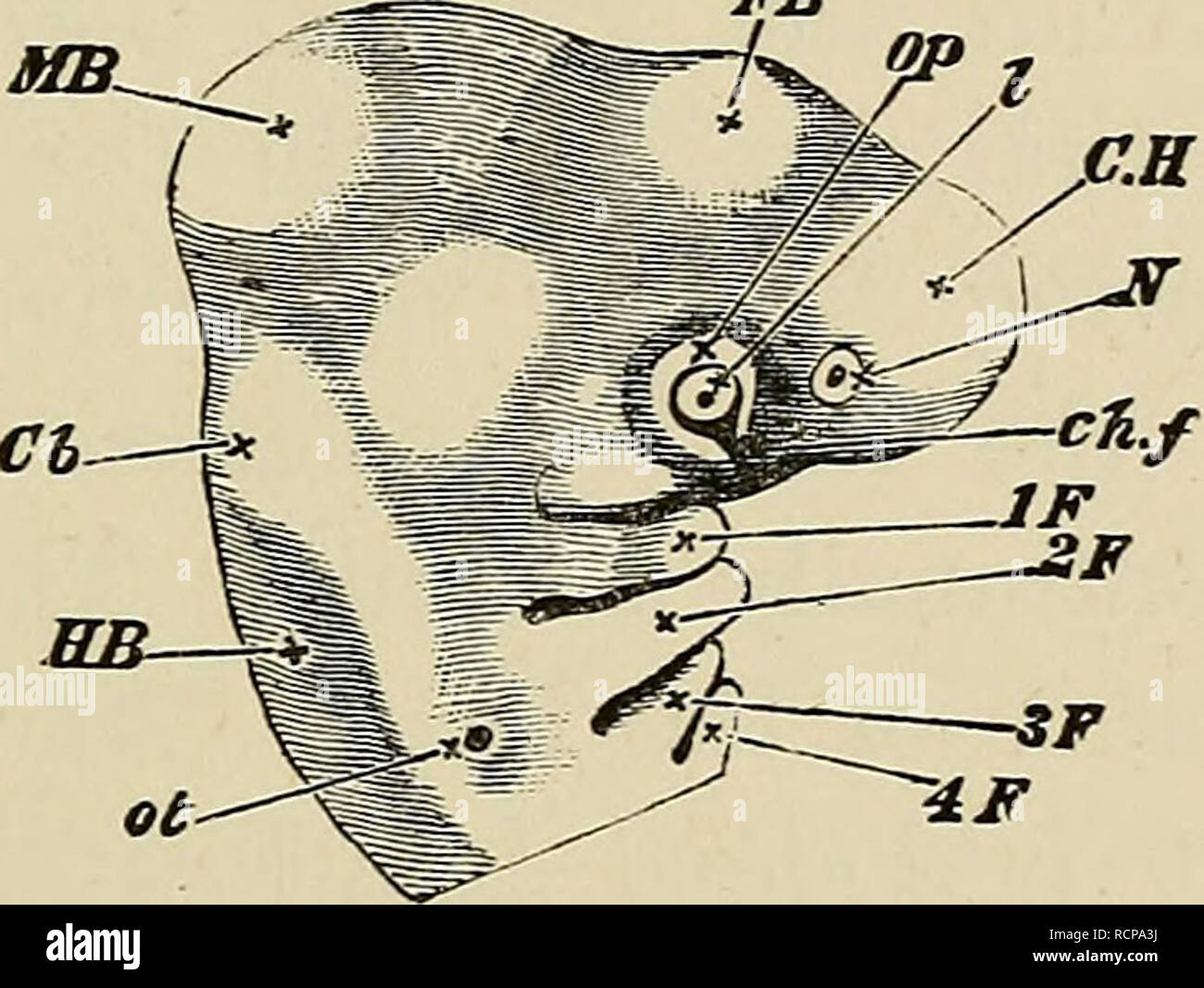. The elements of embryology. Embryology; Embryology. vl] the olfactory ...