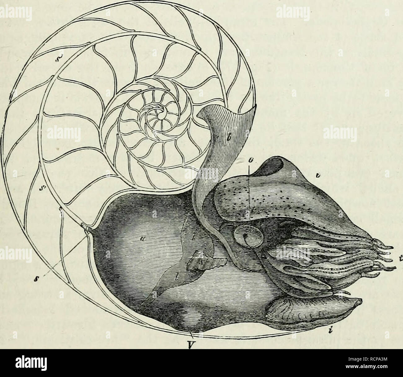 . Elements of Comparative Anatomy. THE SHELL OF MOLLUSCA. 333 forms of ...