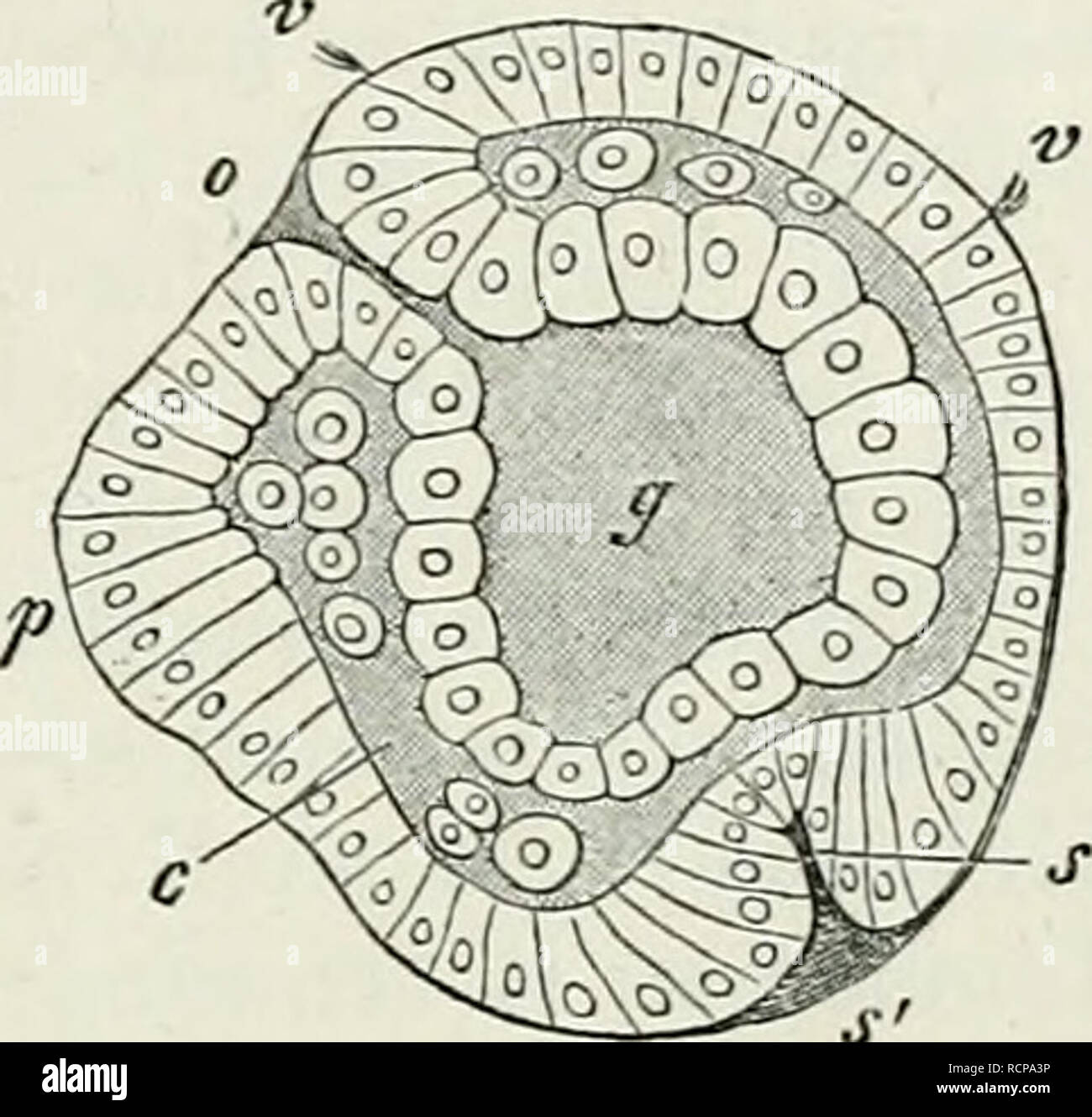 . Elements of Comparative Anatomy. . THE SHELL OF MOLLUSCA. 331 § 258 ...
