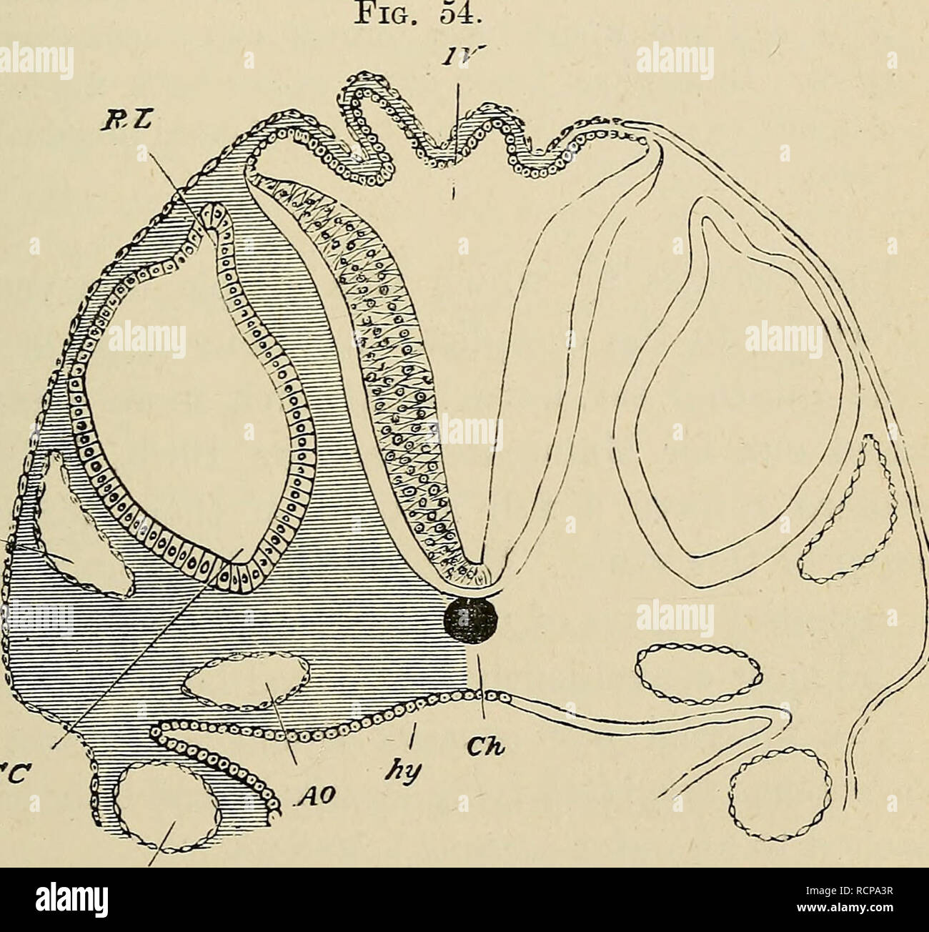 . The elements of embryology. Embryology; Embryology. YI.] THE EAR. 157 ...