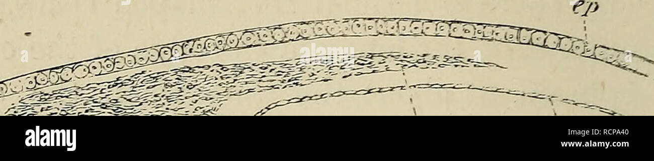 Corneal layer hi-res stock photography and images - Alamy