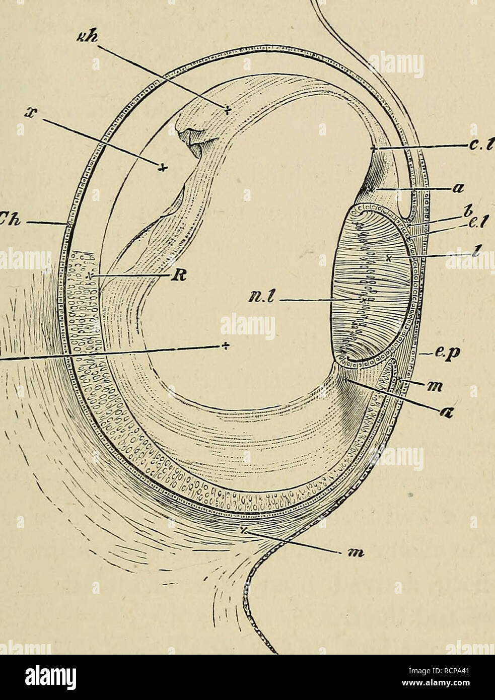 . The elements of embryology. Embryology; Embryology. YLJ THE OPTIC ...
