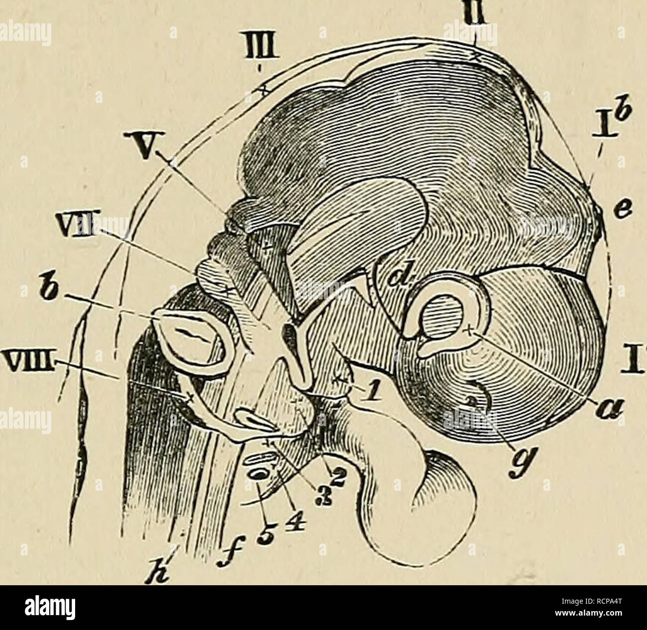 . The elements of embryology. Embryology; Embryology. VI.] THE CRANIAL ...